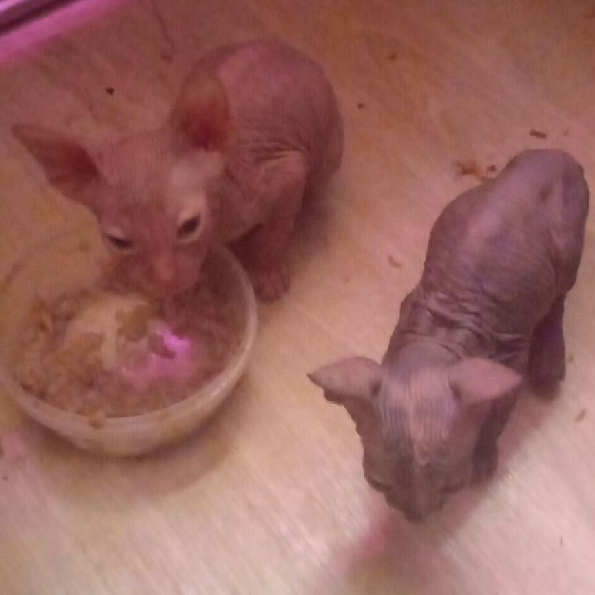 Канадский сфинкс котёнок