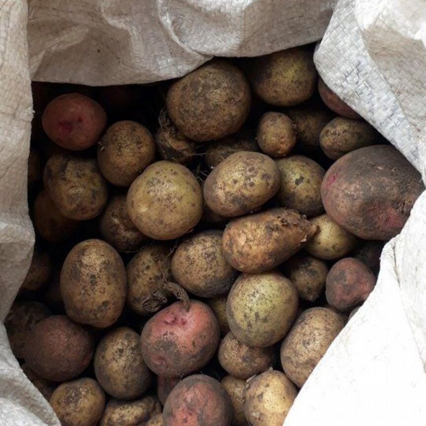 Картошка мелкая скотине