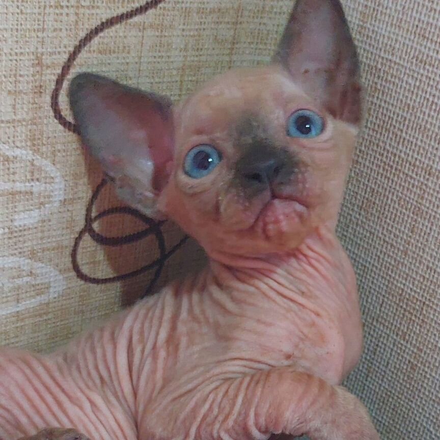 Канадский сфинкс мальчик