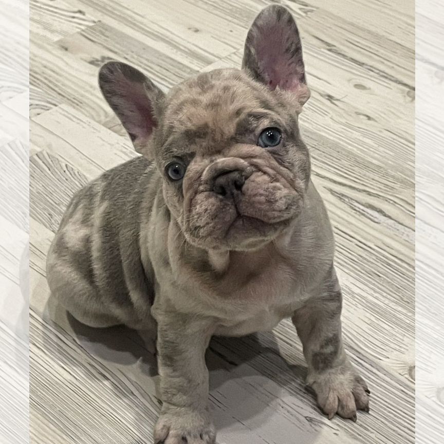 Французский бульдог, щенок