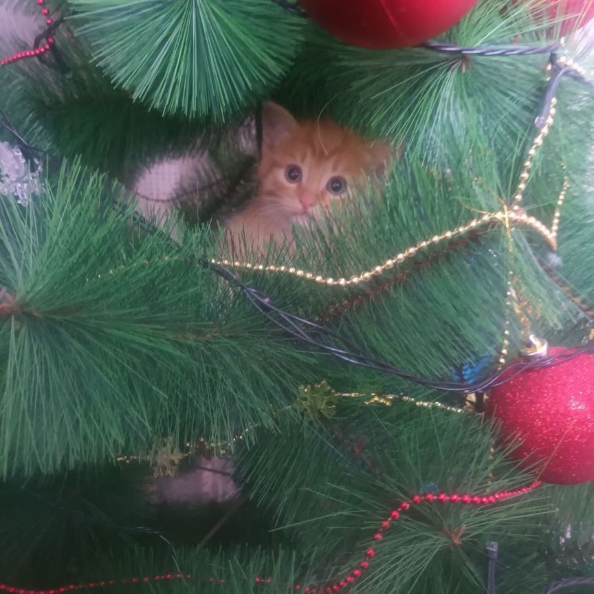 Котятки в добрые руки
