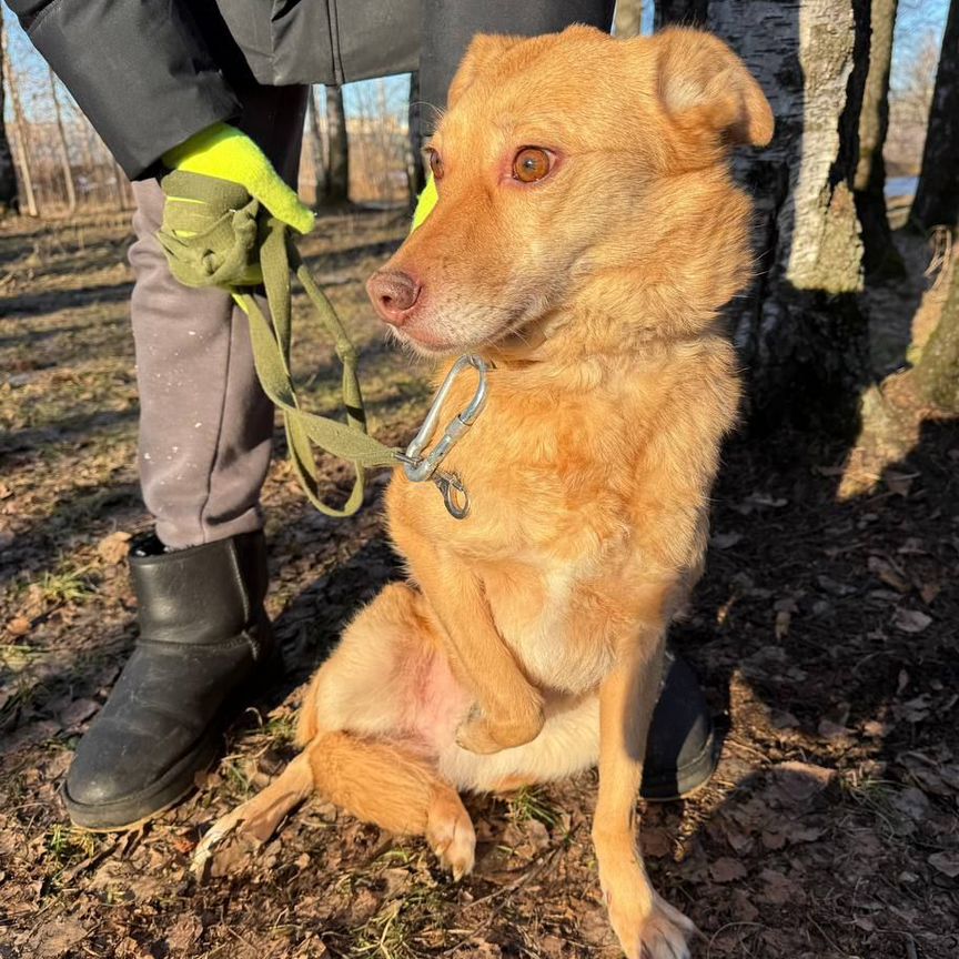 Рыжим везёт