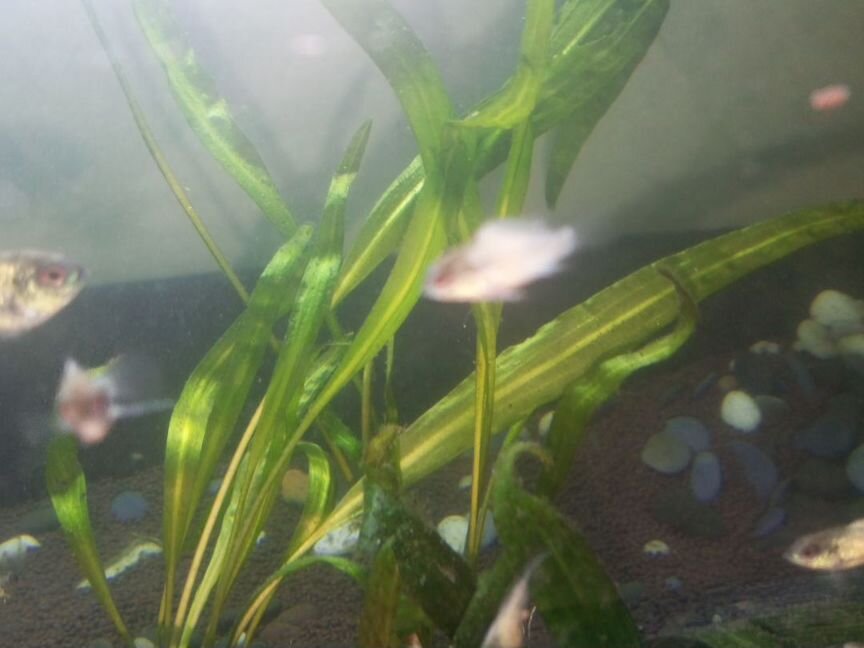 Аквариумные рыбки