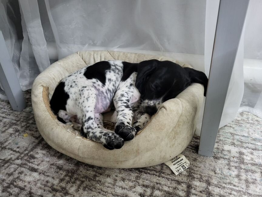 Собака в добрые руки