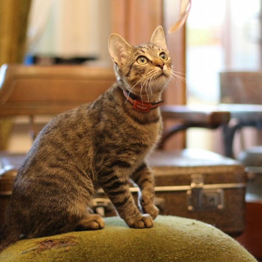 Базилик в добрые руки