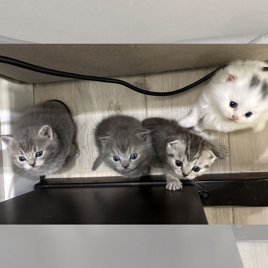 Шотландский вислоухий длинношёрстный котёнок