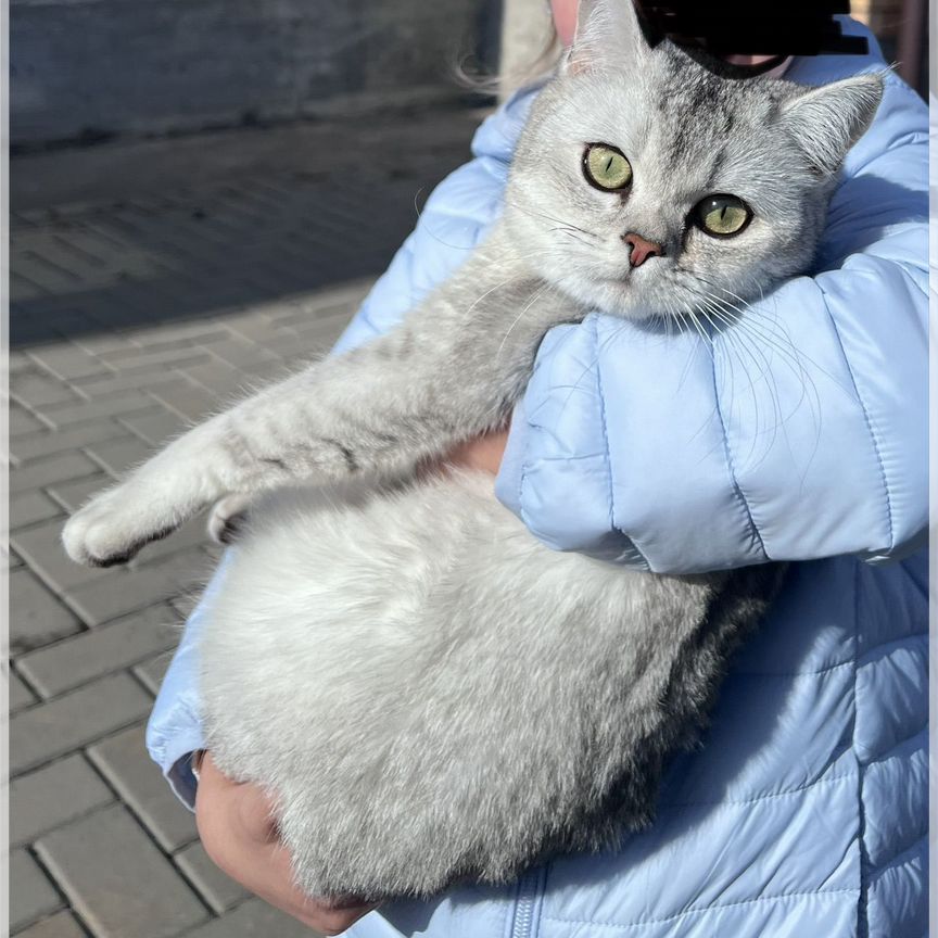 Шотландская прямоухая длинношёрстная, взрослая кошка
