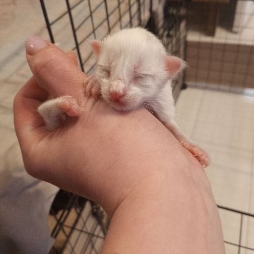 Котятки мейны