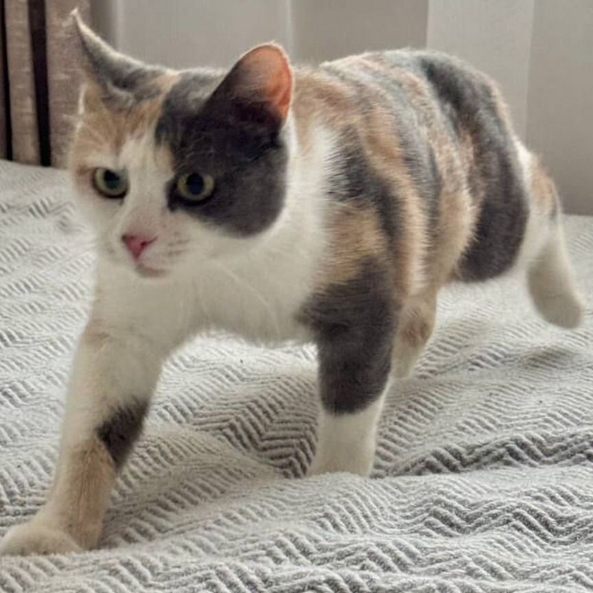 Взрослая, кошка в добрые руки