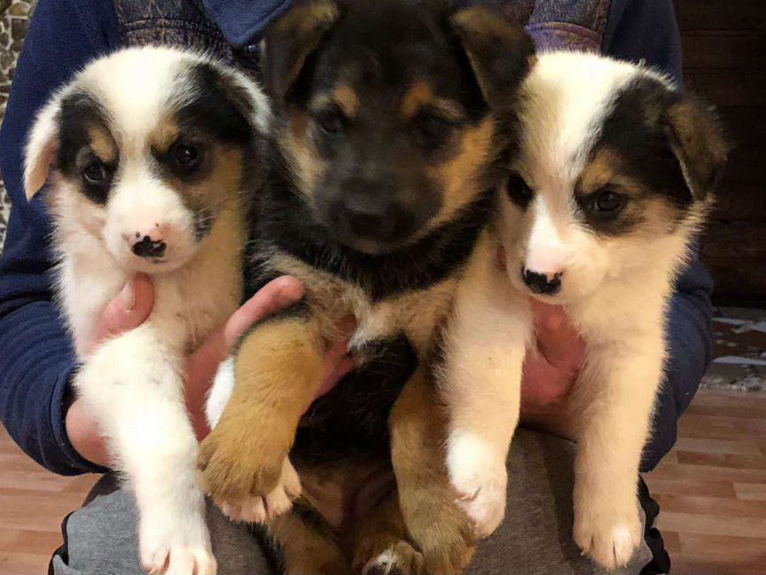 Щенки от овчарки с окрасом панда, мальчики