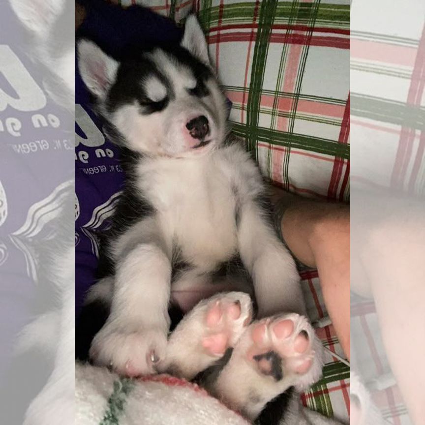 Сибирский хаски, щенок