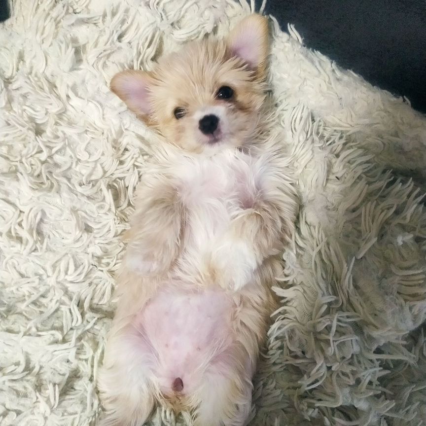 Йоркширский терьер, щенок