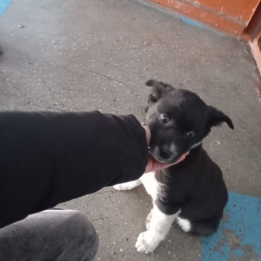 Девочка дворняжка