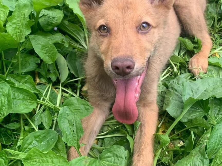 Девочка 2,5 года срочноо ищет семью