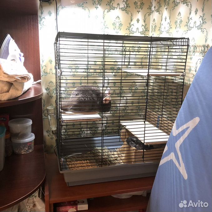 Шиншилла с клеткой