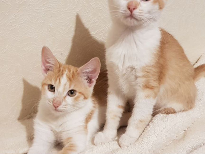 Кошечки в дар