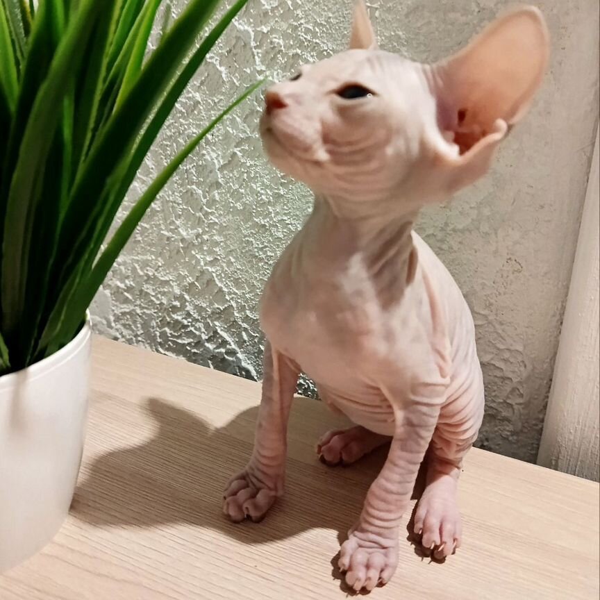 Донской сфинкс котёнок