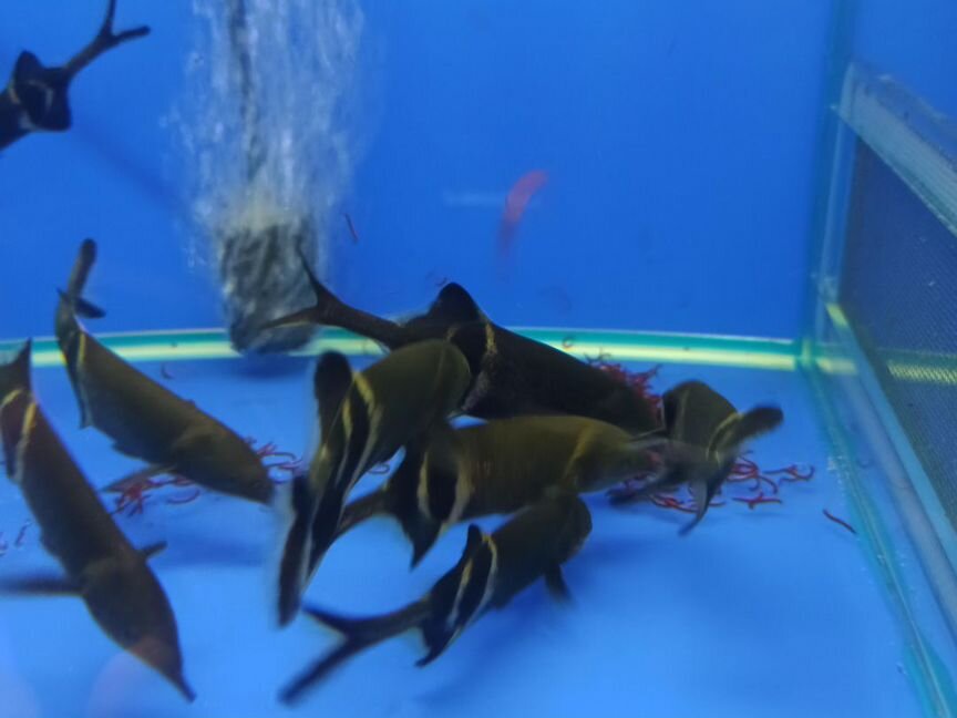 Африканская рыба Слон