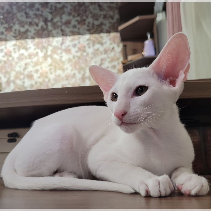 Ориентальный котик