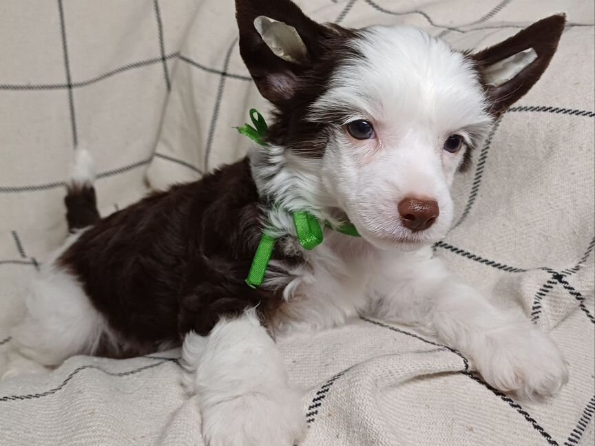 Китайские хохлатые пуховички