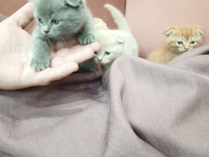 Шотландские котята