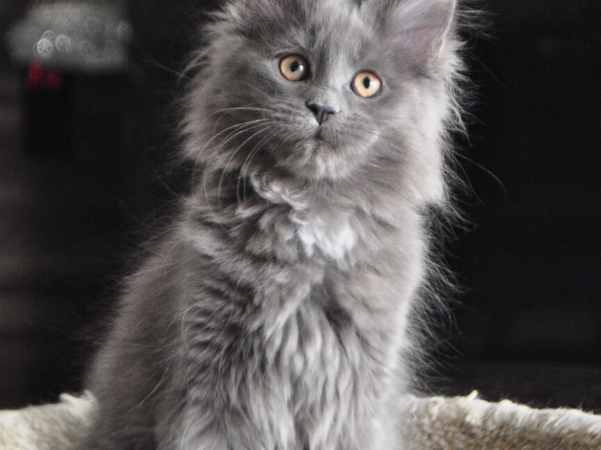 Мейн-кун девочки