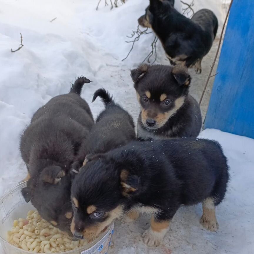 Щенки коротколапики