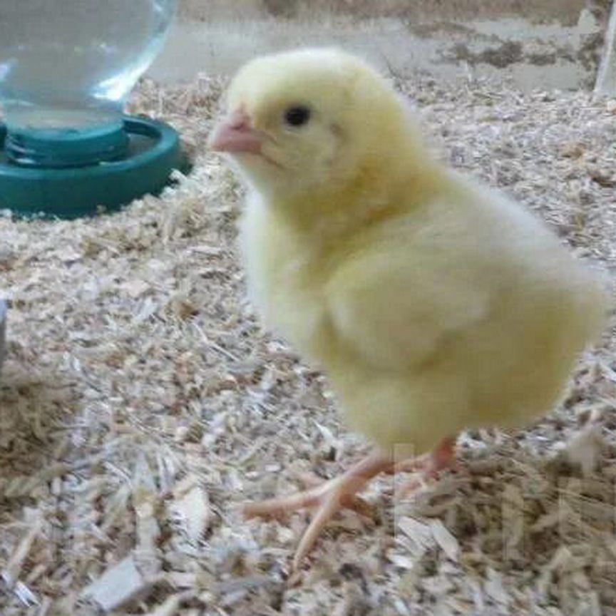 Цыпленок бройлер