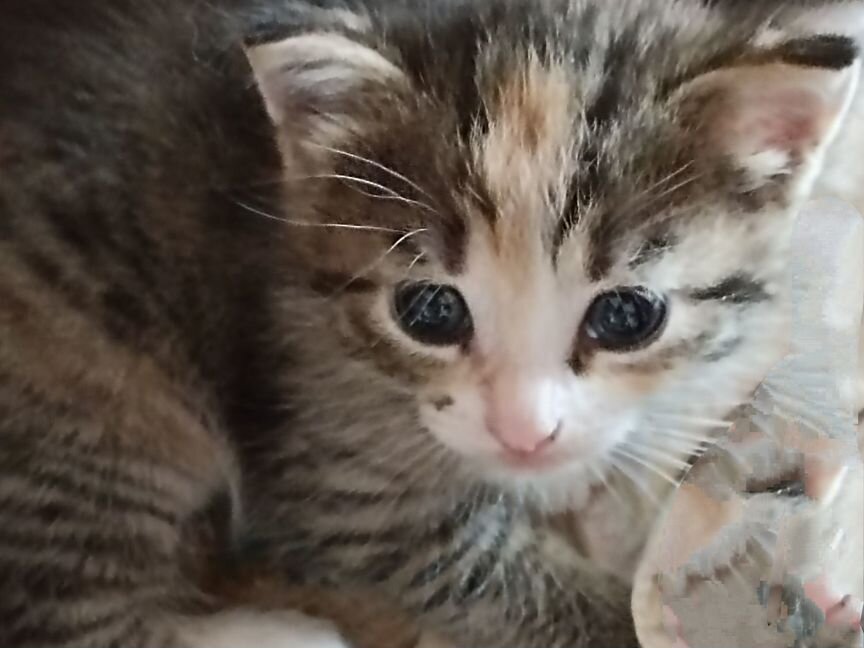 Славные котятки