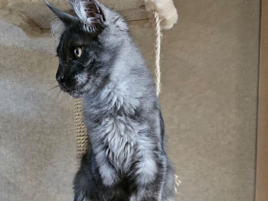 Котята Мейн-кун