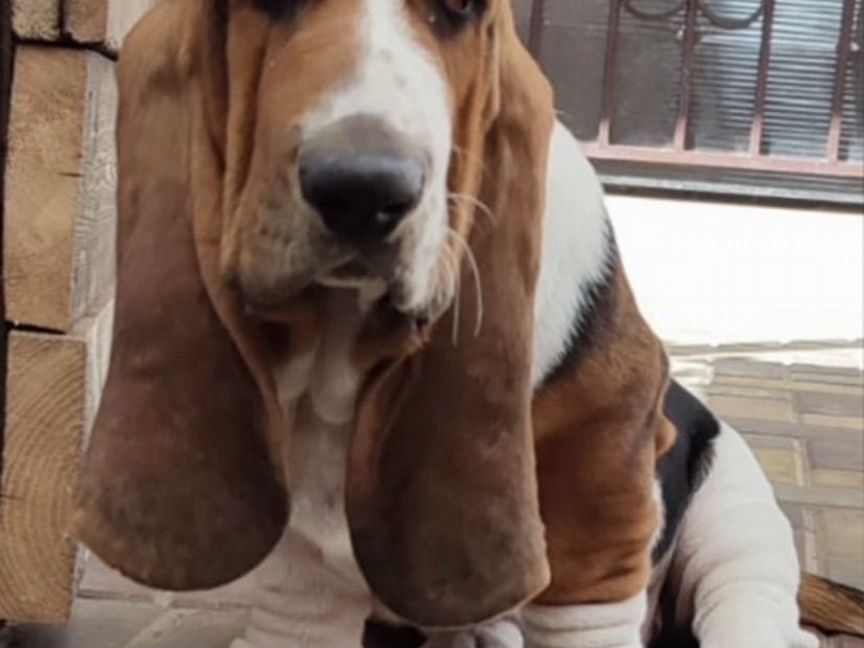 Бассет кобель,возраст 5 месяцев