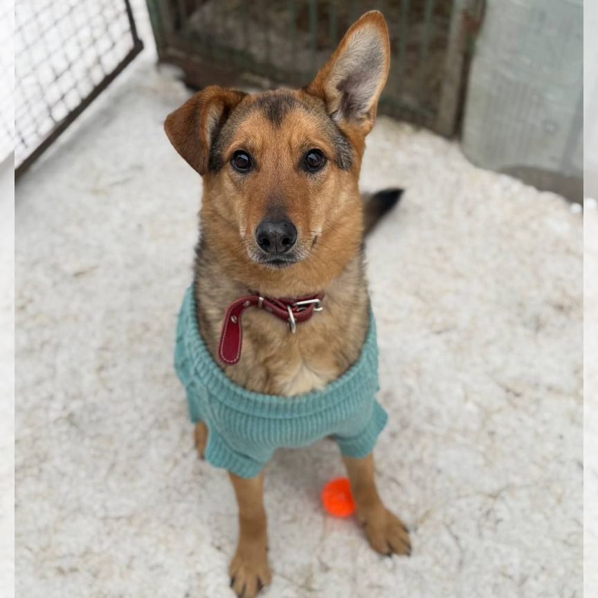 Взрослая собака в добрые руки