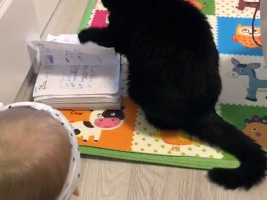 Домашние животные кошки