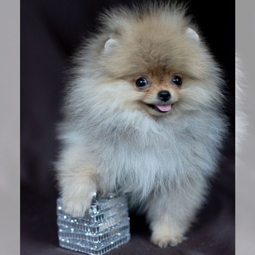 Померанский шпиц, щенок