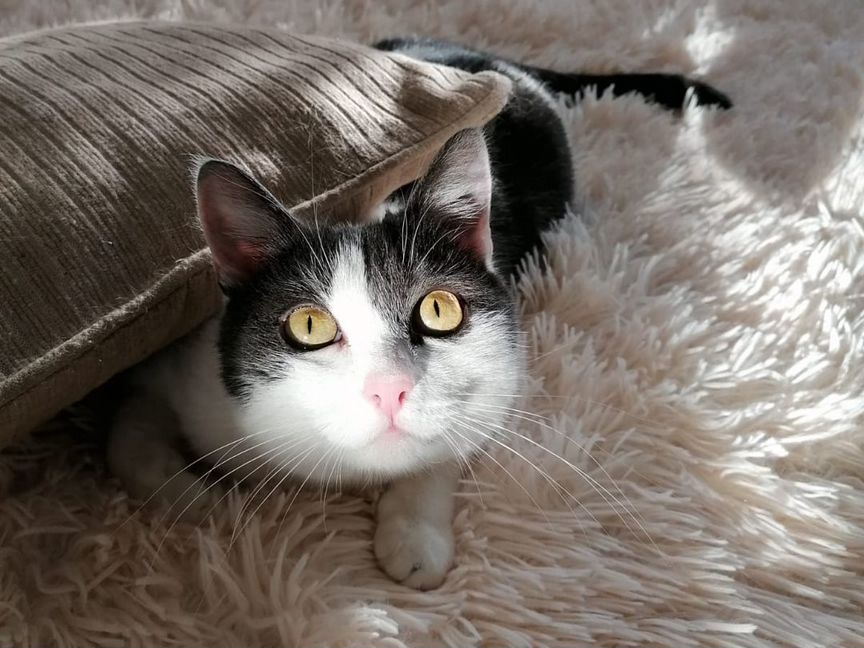 Молодая, добрая кошка