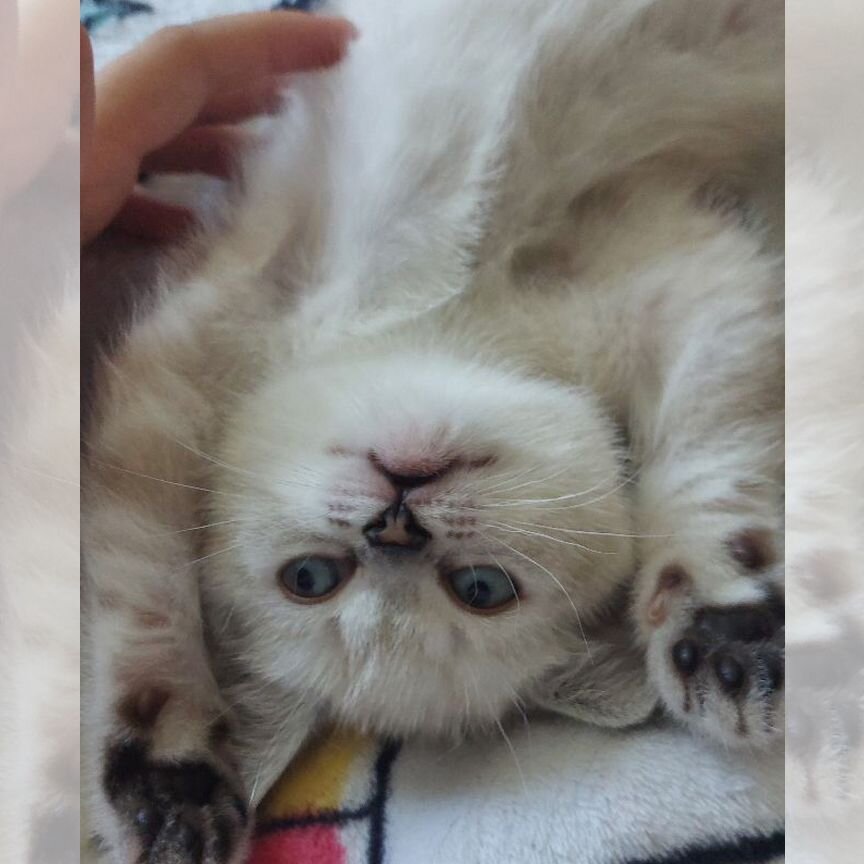 Шотландский вислоухий короткошёрстный котёнок