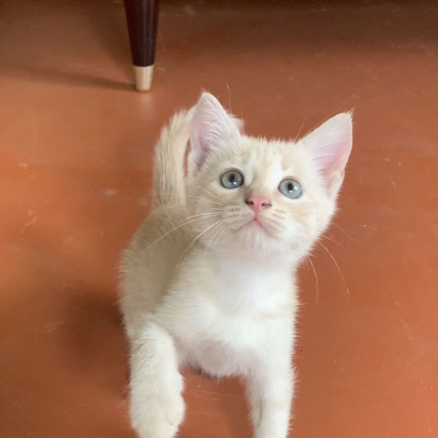 Пушистый котенок мальчик