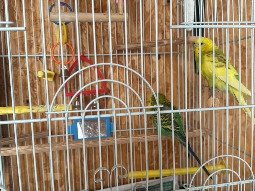 Птенцы волнистый попугай