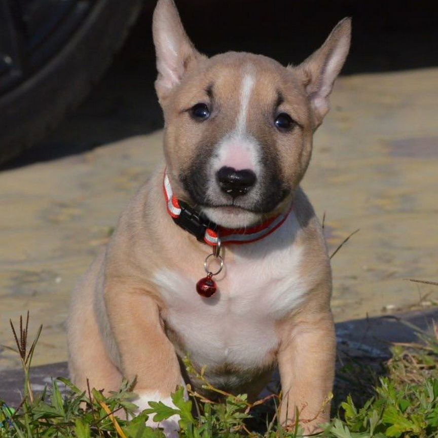 Мини-бультерьер, щенок