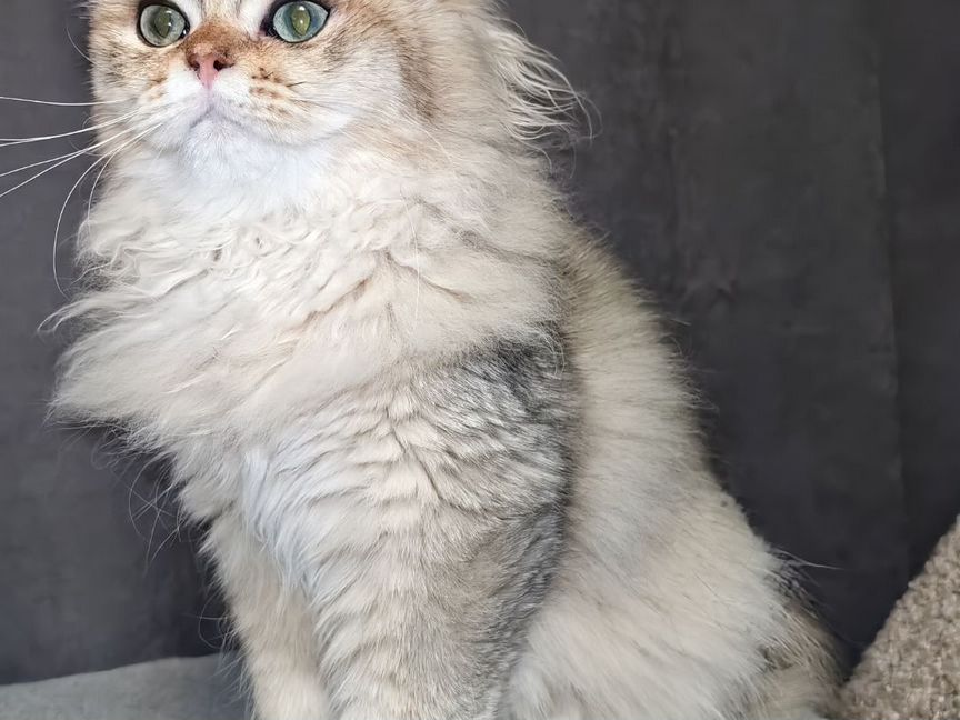 Кошки породистые
