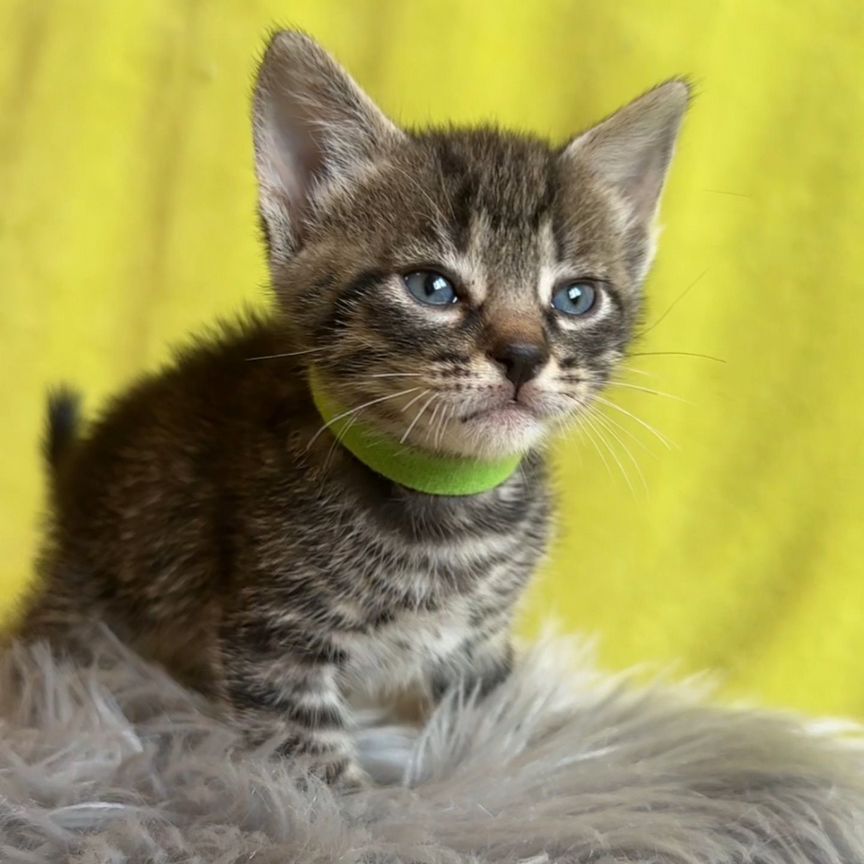 Котик в добрые руки