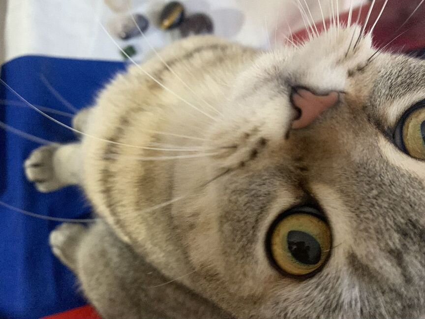 Кошка Вислоухая шотланка