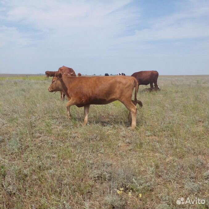 Коровы с телятами, телки