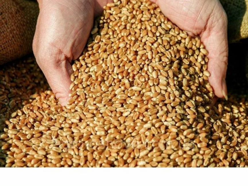 Товары для животных