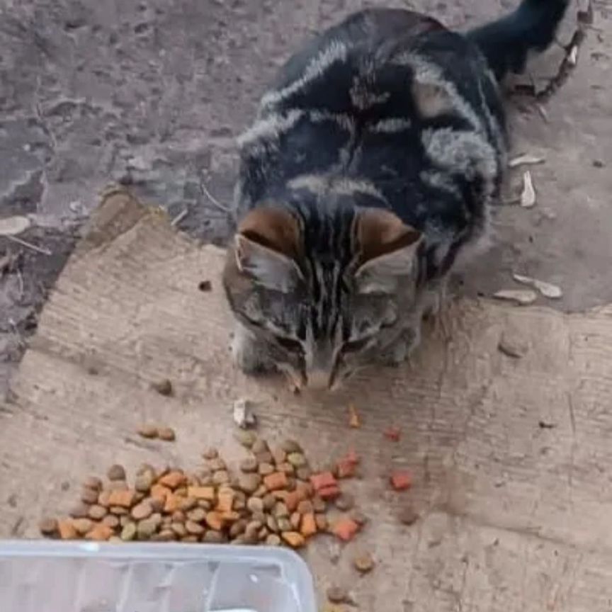 Котенок в добрые руки
