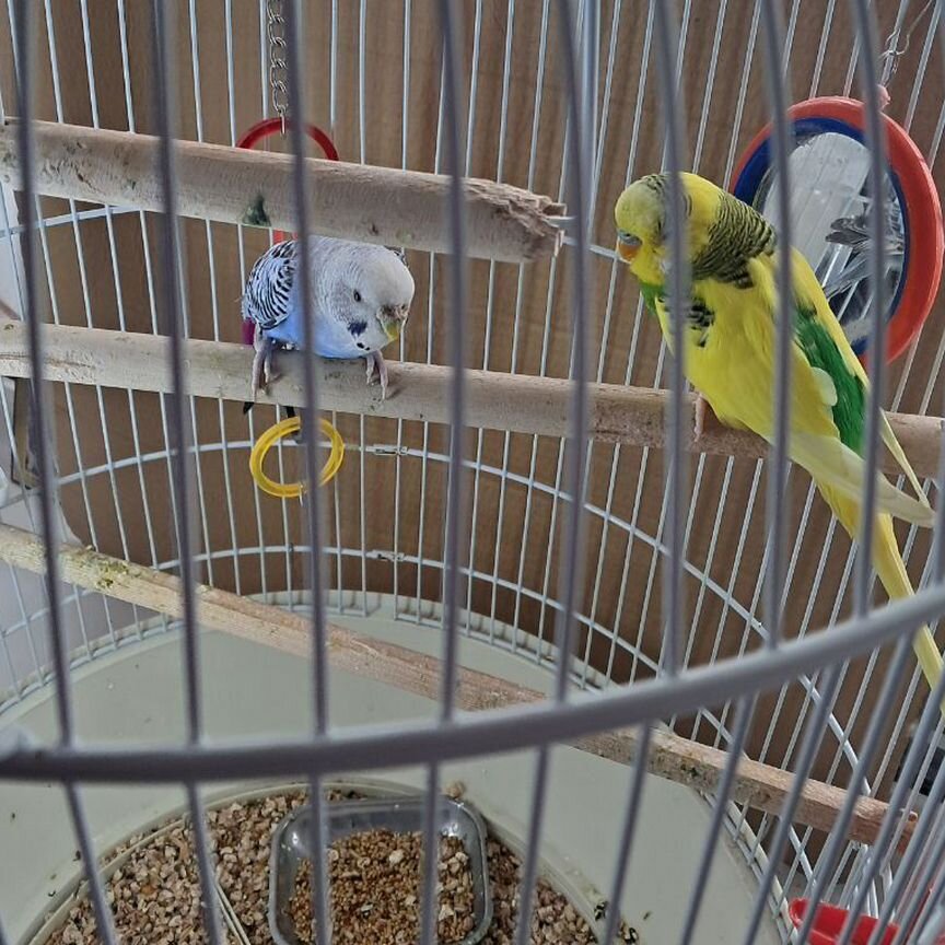 Попугаи самка и самец, вместе с клеткой