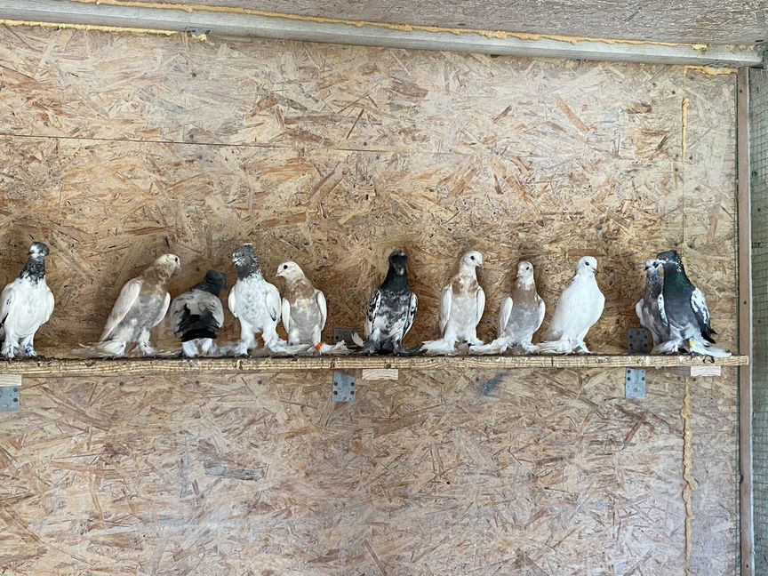 Голуб таджикских пород