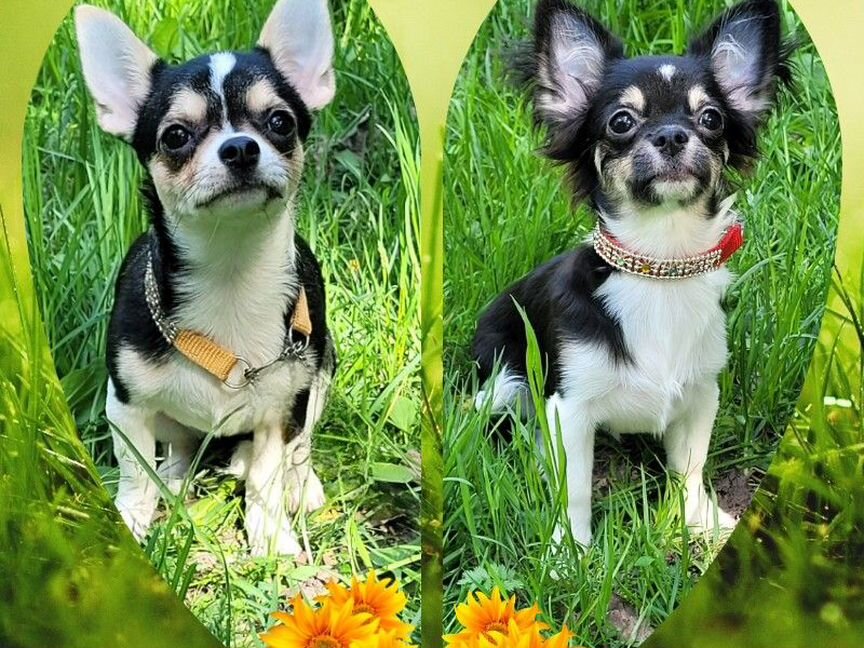 Чихуахуа-девчонки