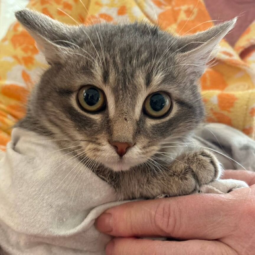 Котёнок в добрые руки