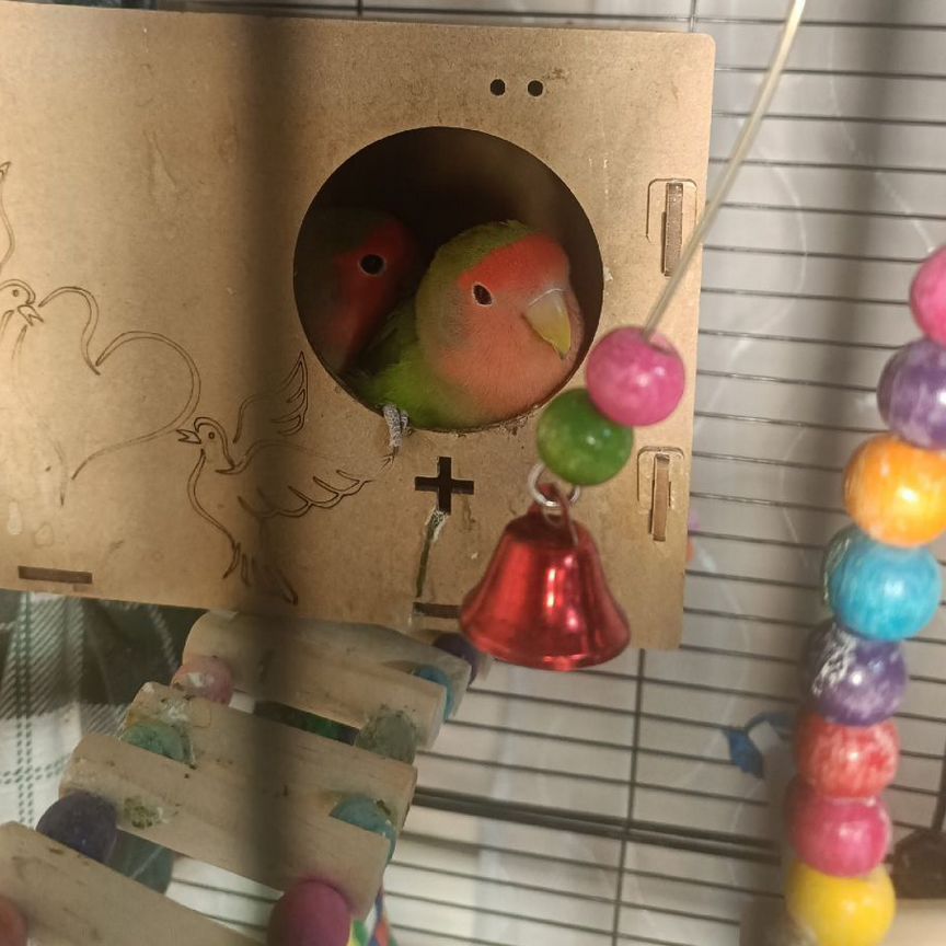 Пара попугаев неразлучников с клеткой